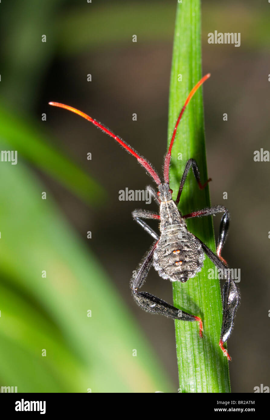 Adolescent nymph of a leaf-footed bug (Acanthocephala sp), Georgia, USA ... Adolescent nymph of a leaf-footed bug (Acanthocephala sp), Georgia, USA ...