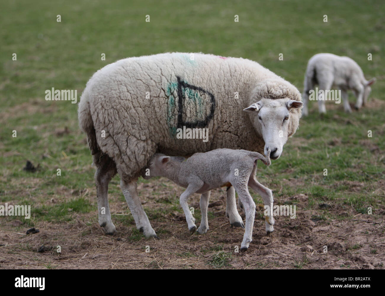 Baby lamb suckling a ewe Stock Photo - Alamy
