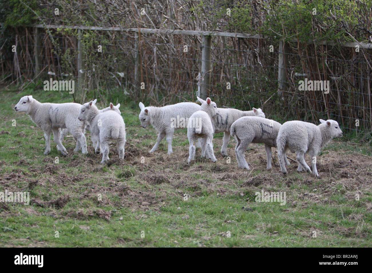 Seven lambs playing in a field Stock Photo - Alamy