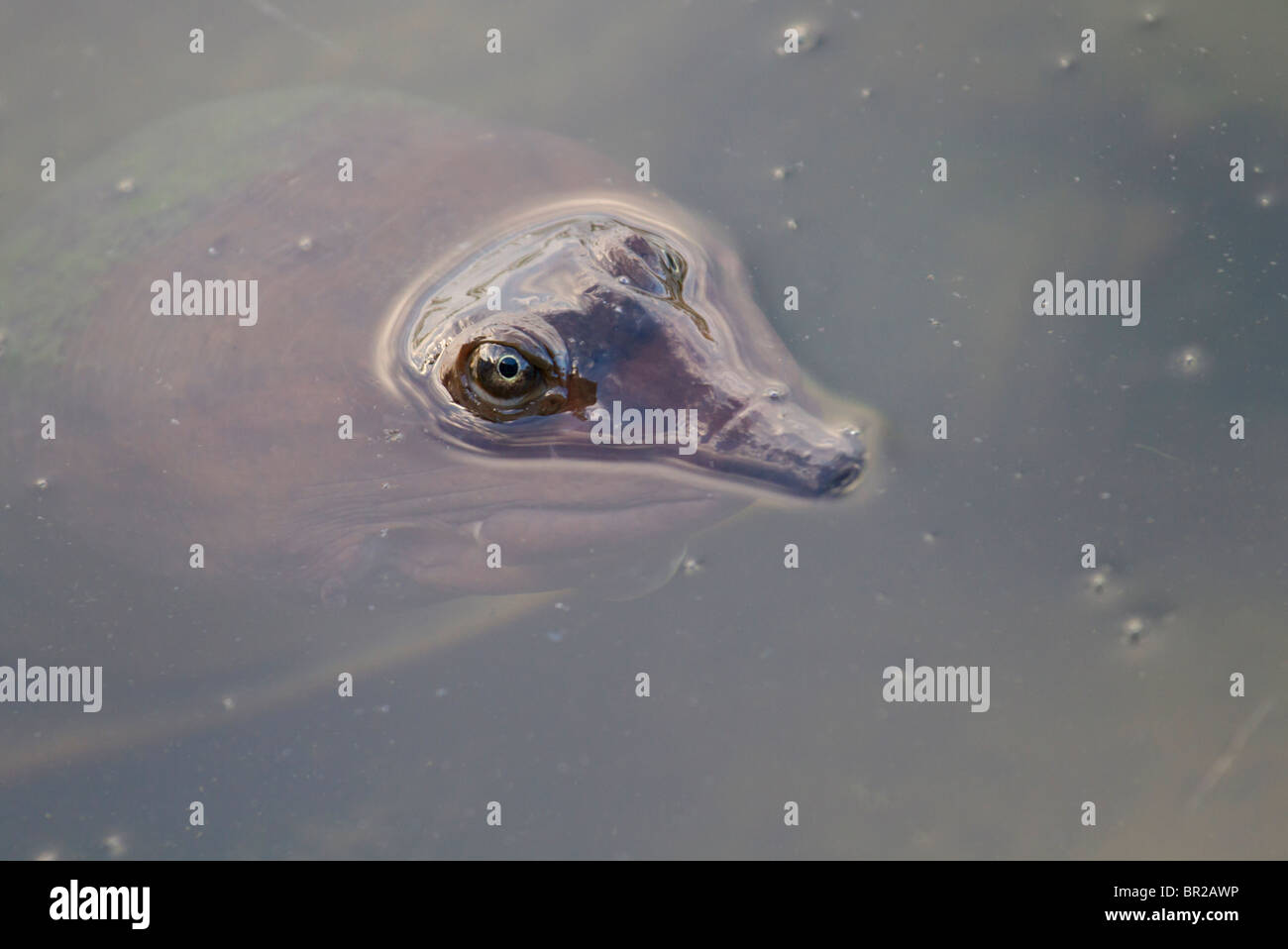 Florida Softshell Turtle (Apalone ferox), peeping out of water, Florida ...