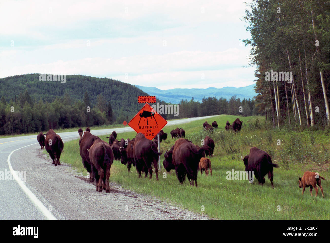 Buffalo (Bison bison) herd walking along Alaska Highway, Northern BC ...