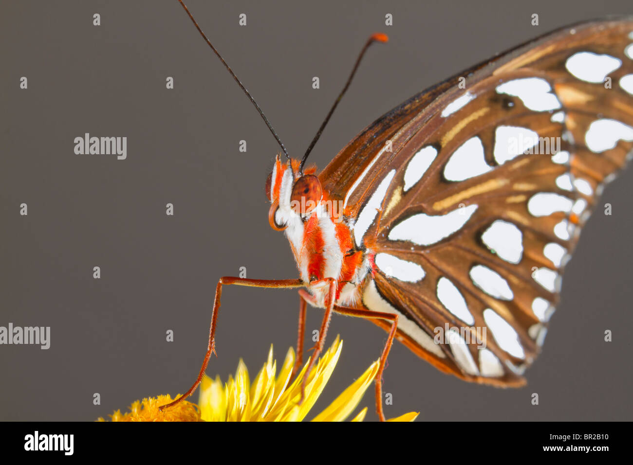 Orange fritillary butterfly hi-res stock photography and images - Alamy