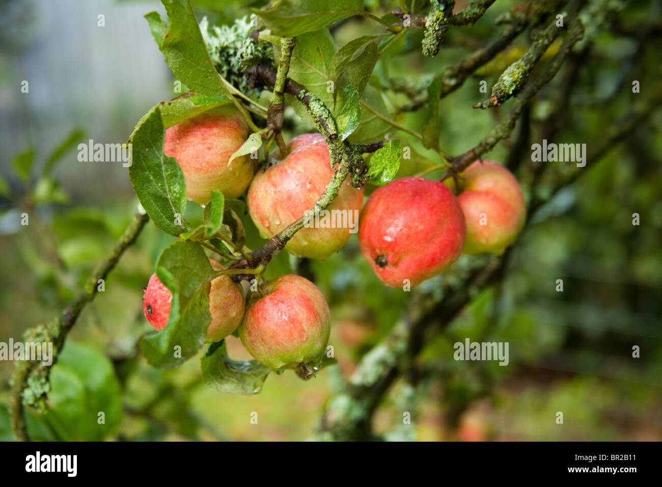 Worcester apples on the tree, Hampshire, England Stock Photo - Alamy