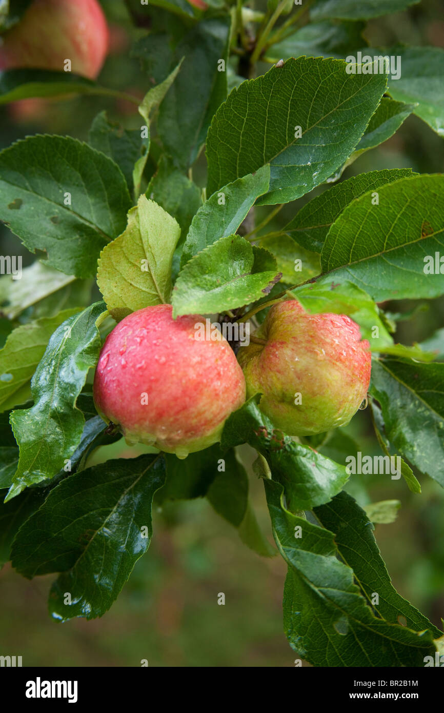 Worcester apples on the tree, Hampshire, England Stock Photo - Alamy