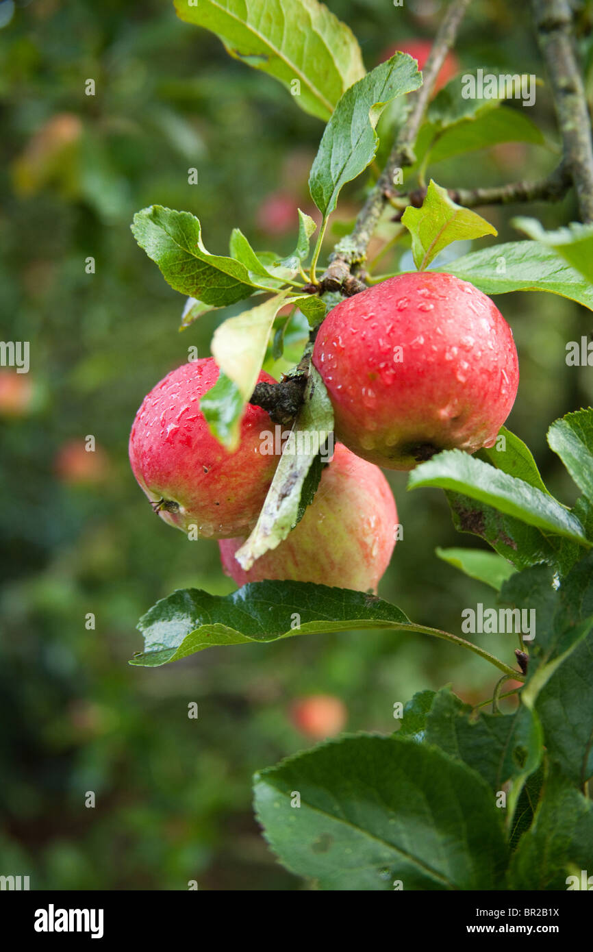 Worcester apples on the tree, Hampshire, England Stock Photo - Alamy
