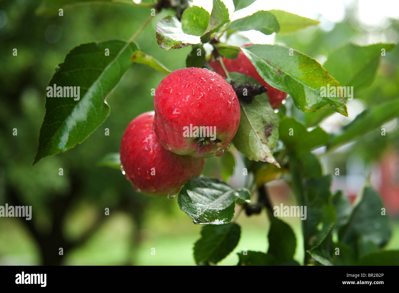 Worcester apples on the tree, Hampshire, England Stock Photo - Alamy