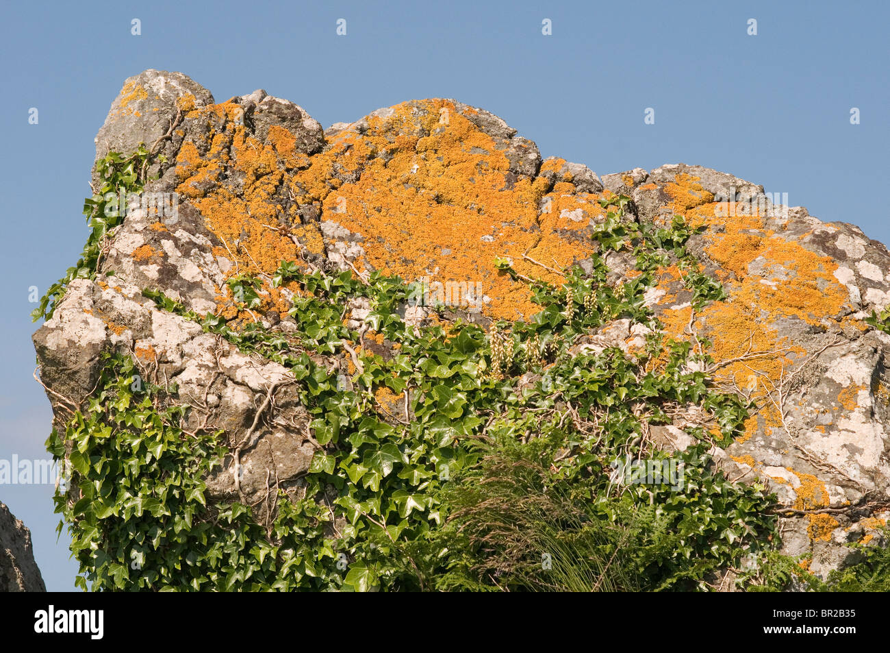 Ivy On Rock High Resolution Stock Photography and Images - Alamy