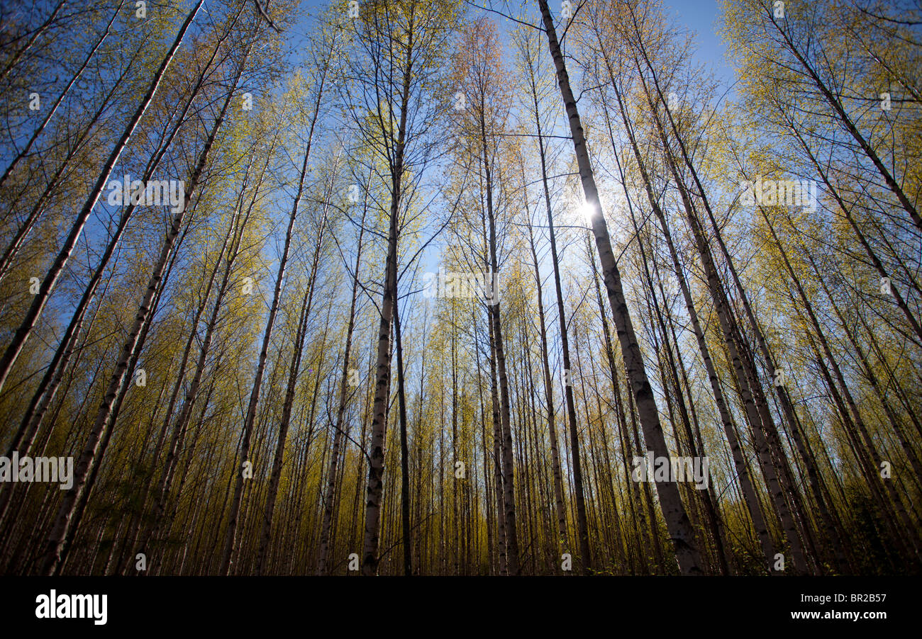 The canopy and foliage of birch trees in the forest at Spring , Finland ...