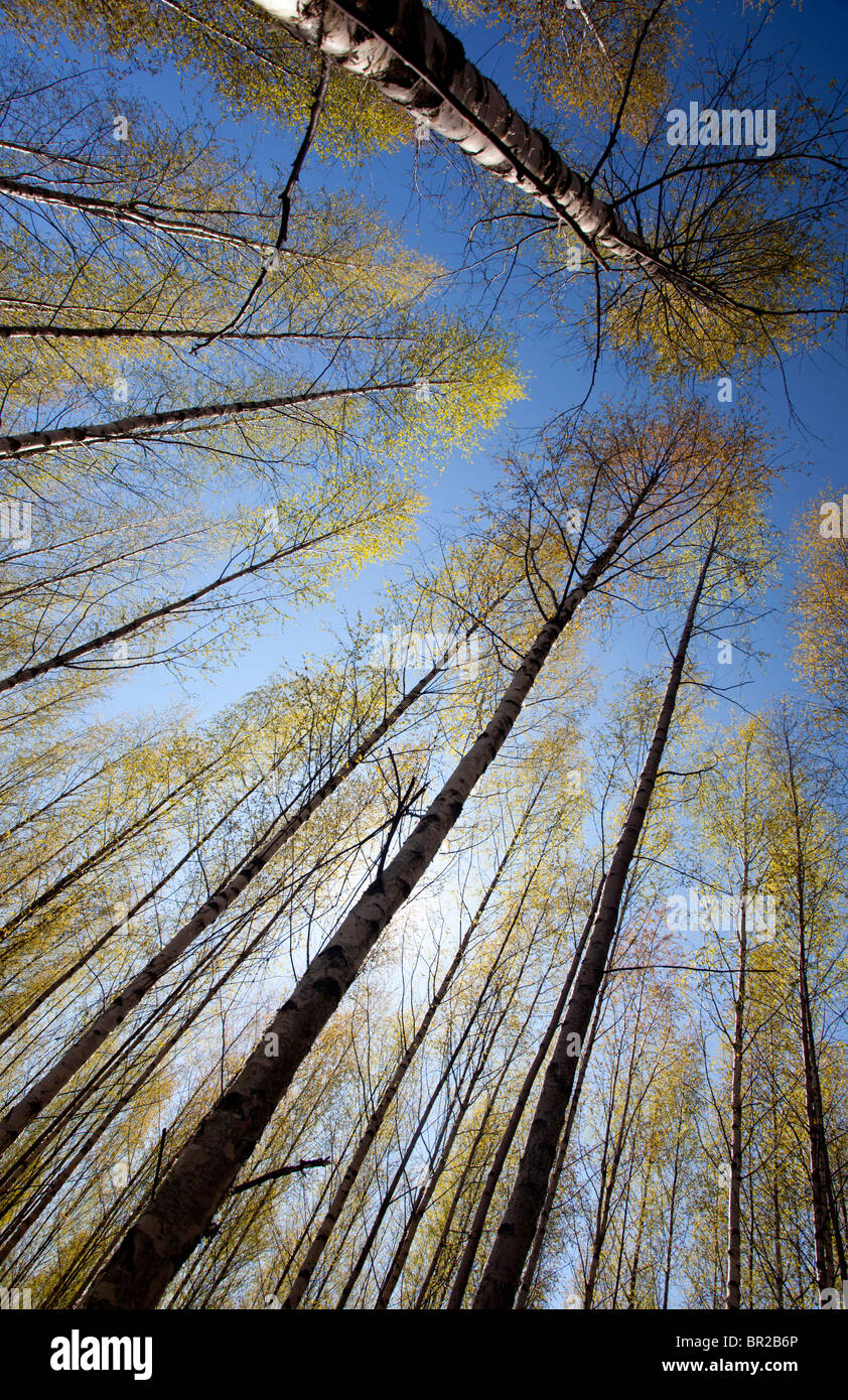 The canopy and foliage of birch trees in the forest at Spring , Finland ...