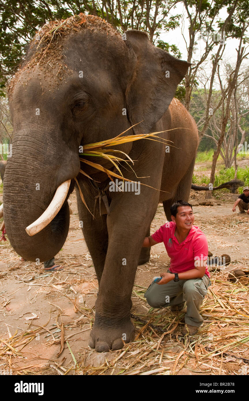 Patara Elephant Farm; Chiang Mai, Thailand: owner Teerapat "Pat ...