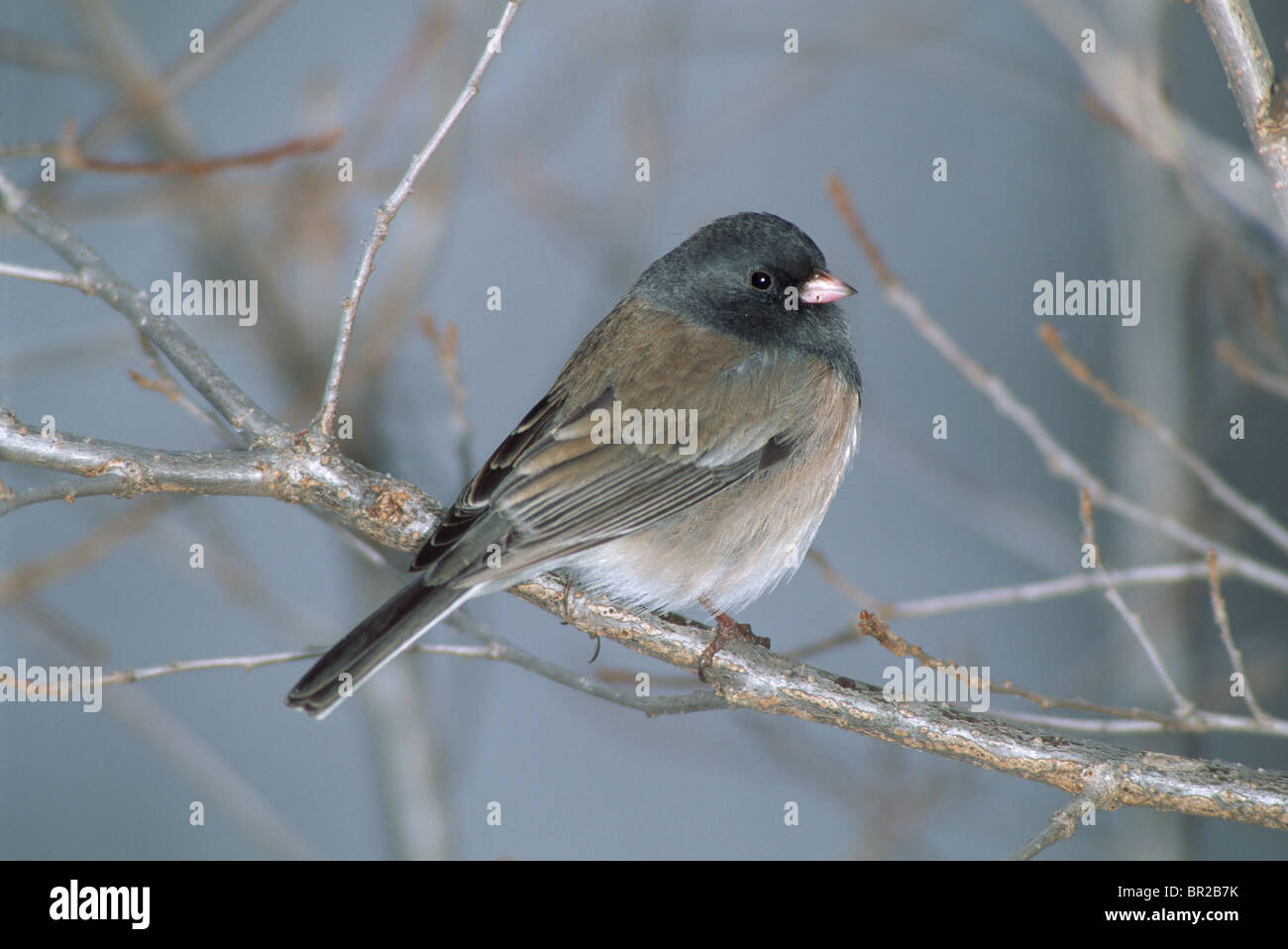 Junco habitat image hi-res stock photography and images - Alamy