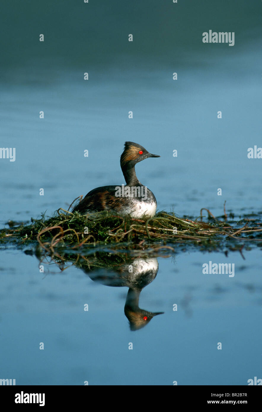 Grebe feet hi-res stock photography and images - Alamy