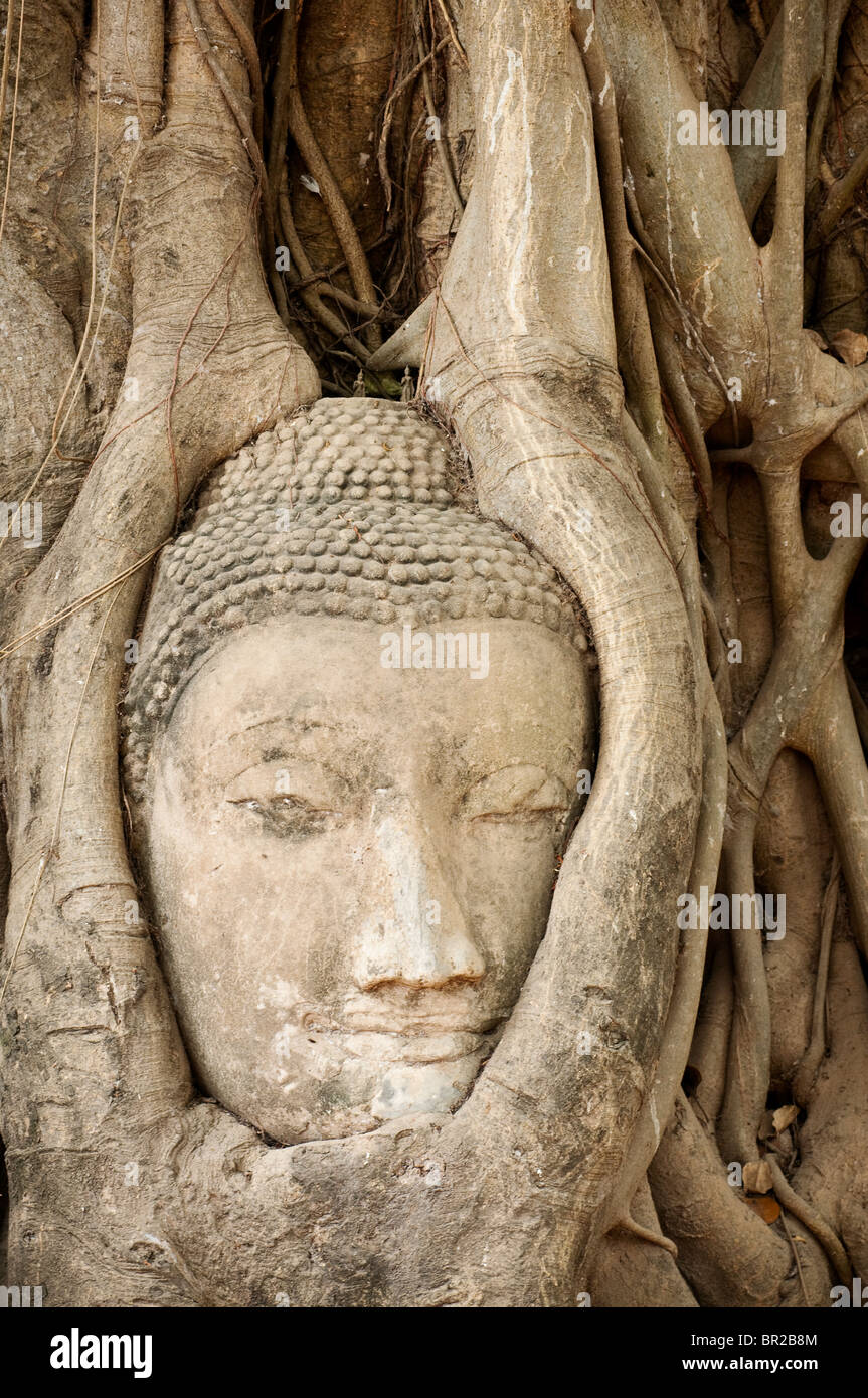 Stone Buddha head embedded in bodhi tree roots at Wat Mahathat Buddhist ...