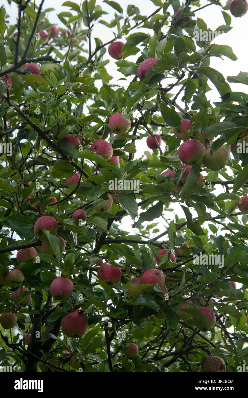 Worcester apples on the tree, Hampshire, England Stock Photo - Alamy
