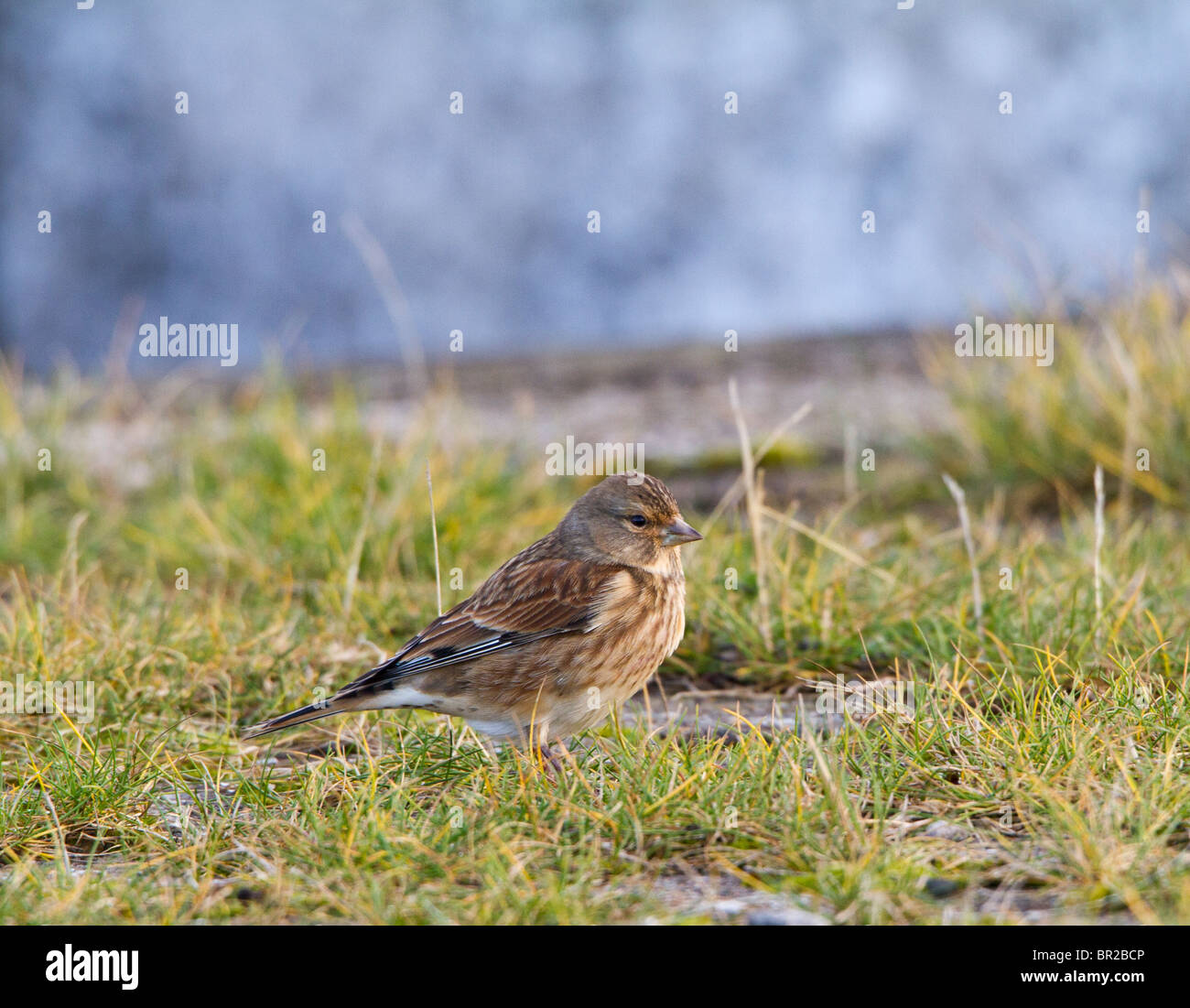 Linnet ( Carduelis cannabina ) feeding on seed Stock Photo - Alamy