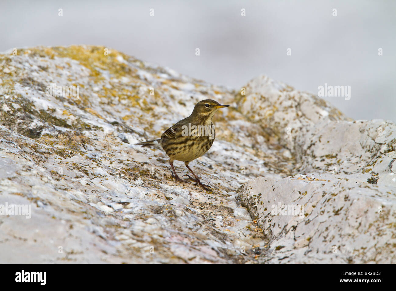 Rock pipit ( Anthus spinoletta ) on rock near sea shore Stock Photo - Alamy