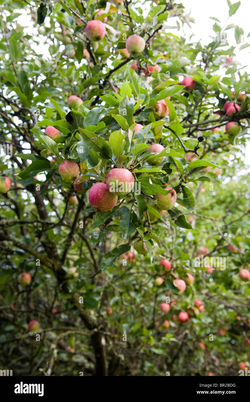 Worcester apples on the tree, Hampshire, England Stock Photo - Alamy