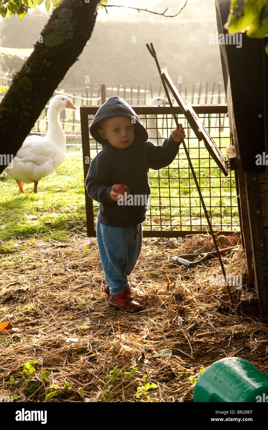 Old goose hi-res stock photography and images - Alamy