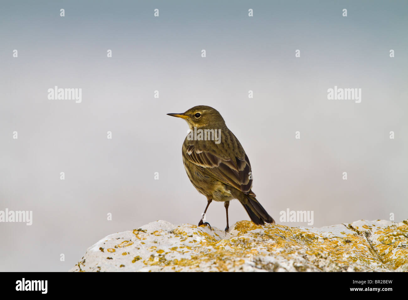 Rock pipit hi-res stock photography and images - Alamy