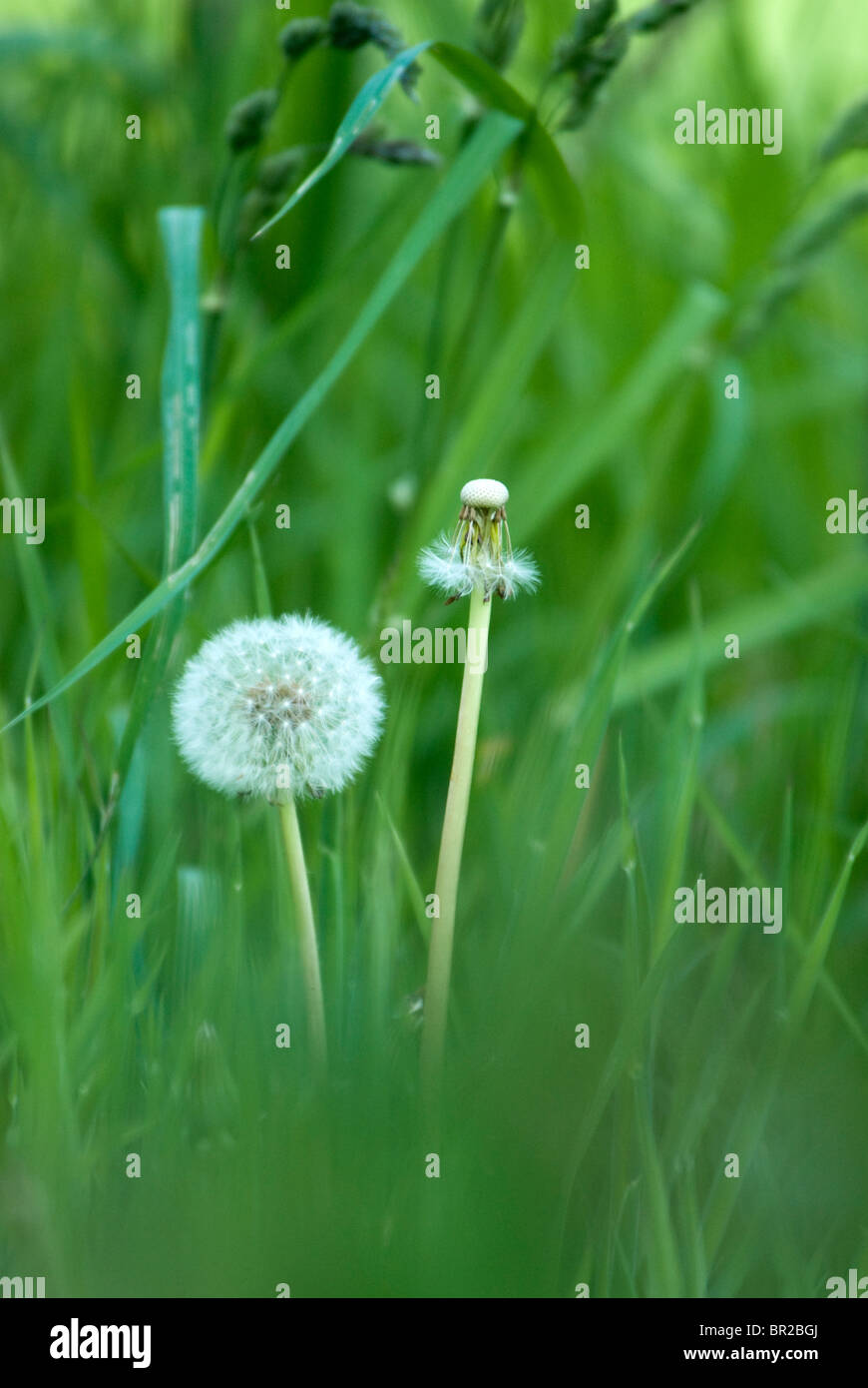 Two dandelion heads: one complete; the other blown away Stock Photo - Alamy