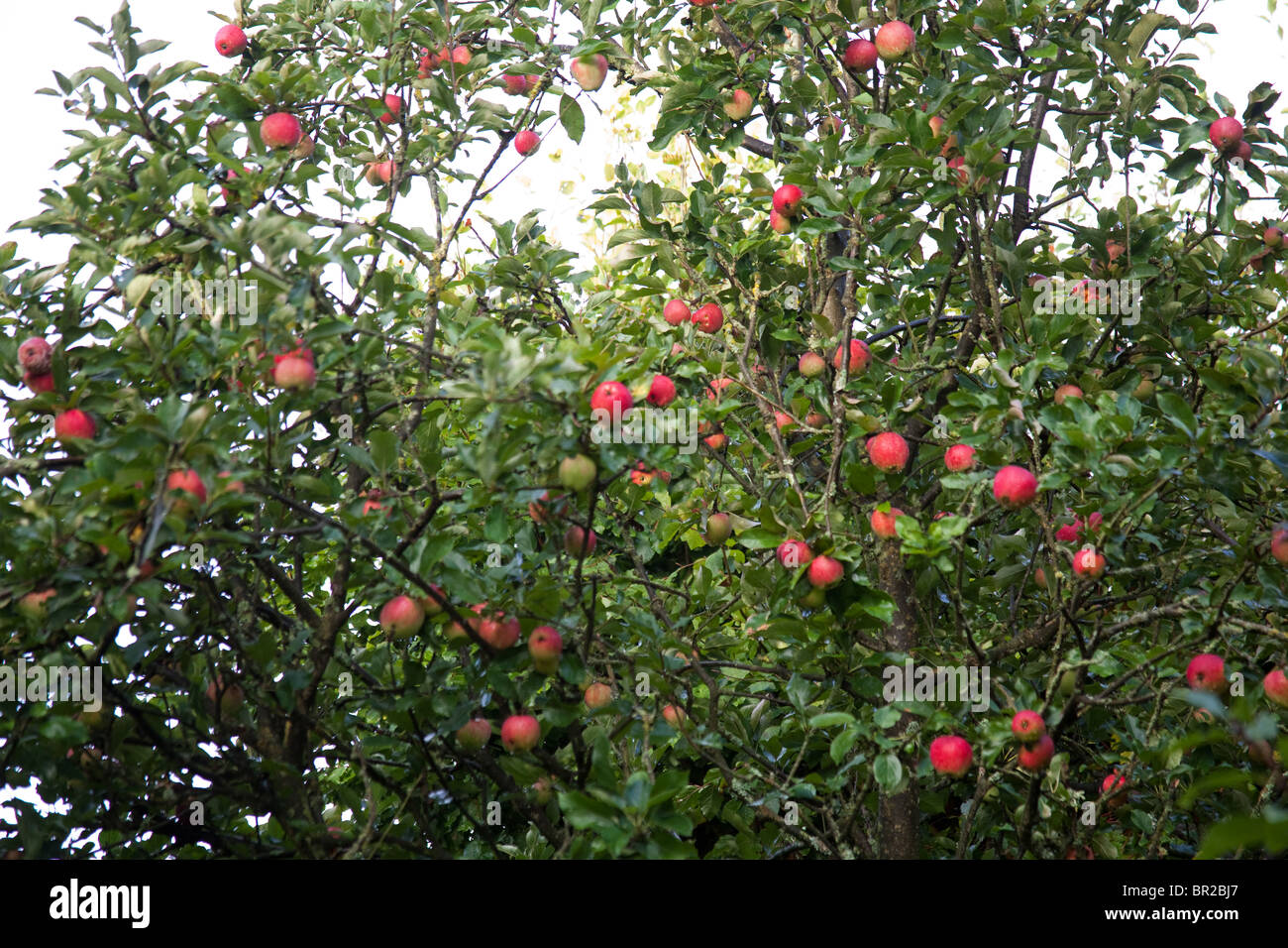 Worcester apples on the tree, Hampshire, England Stock Photo - Alamy