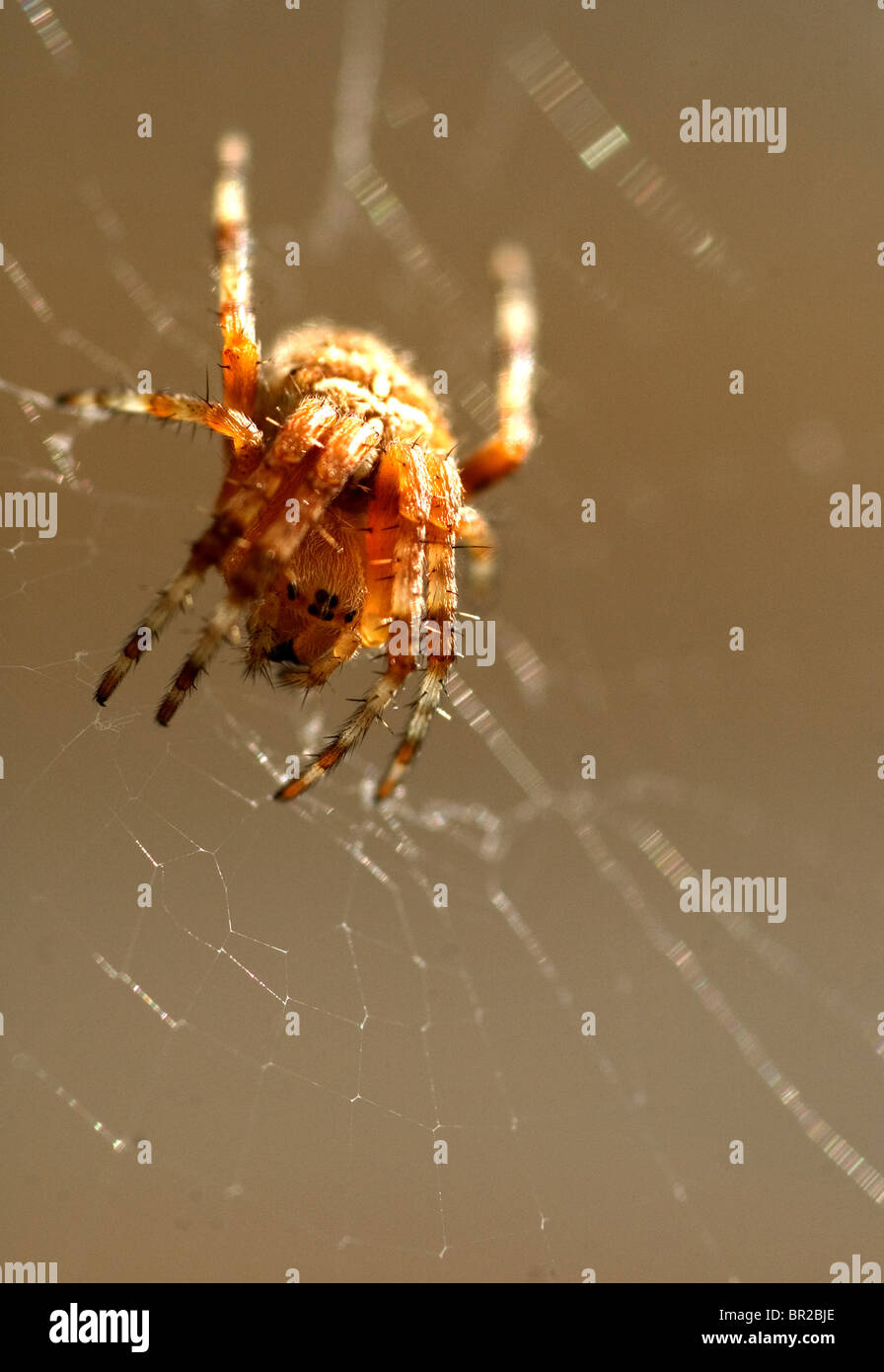 Orange Spider Identification