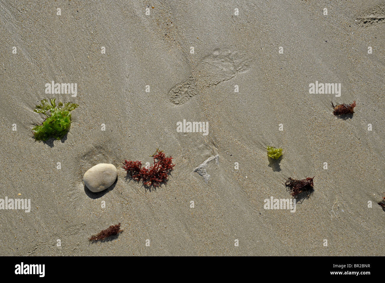 Seaweed shapes hi-res stock photography and images - Alamy