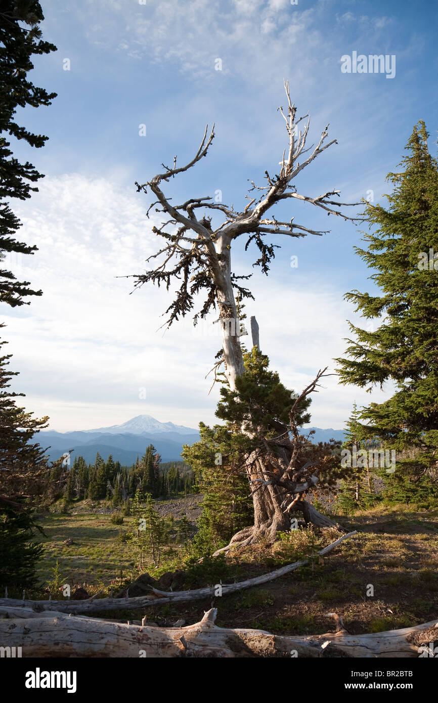 Mount adams washington crest trail hi-res stock photography and images ...