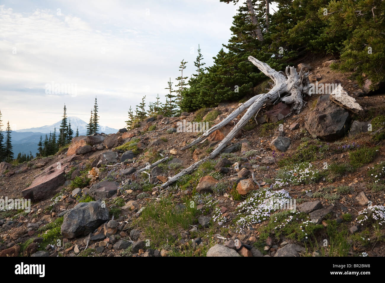 Snag tree on Mount Adams northwest flank near the Pacific Crest Trail ...