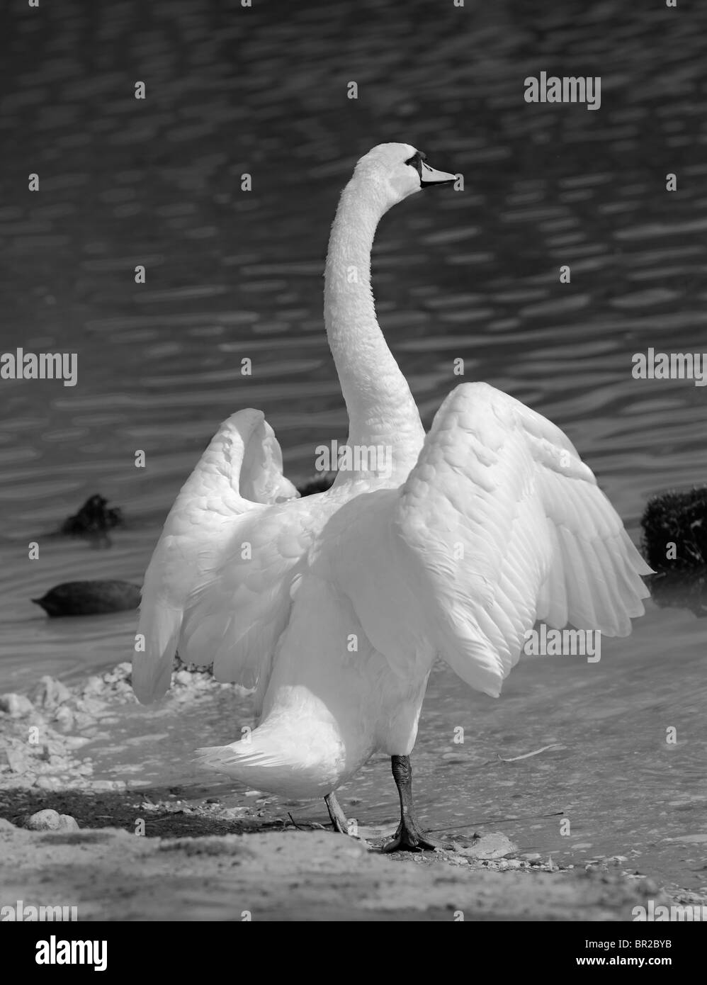 Swan flapping wings Stock Photo - Alamy