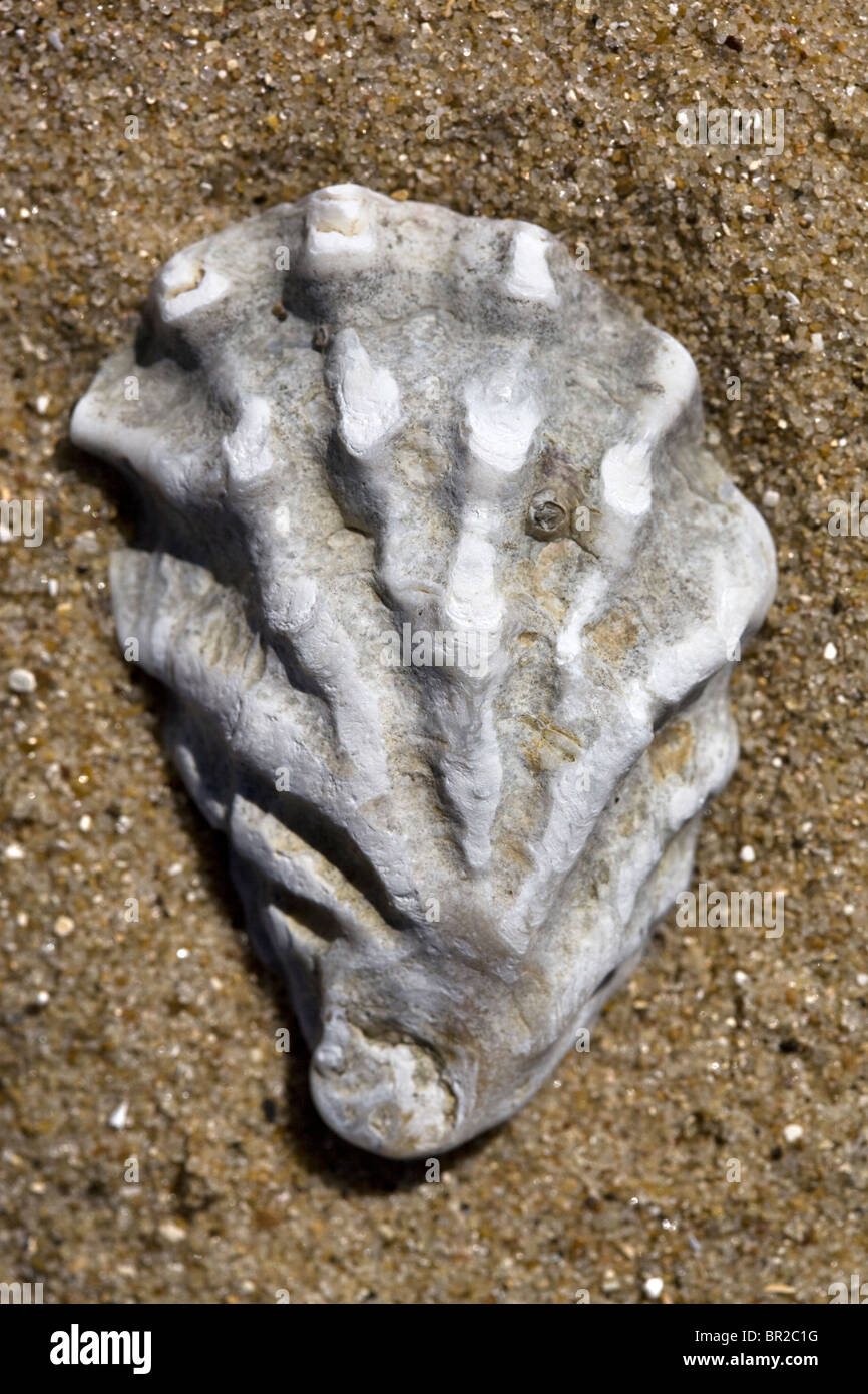 Shell on beach Stock Photo - Alamy