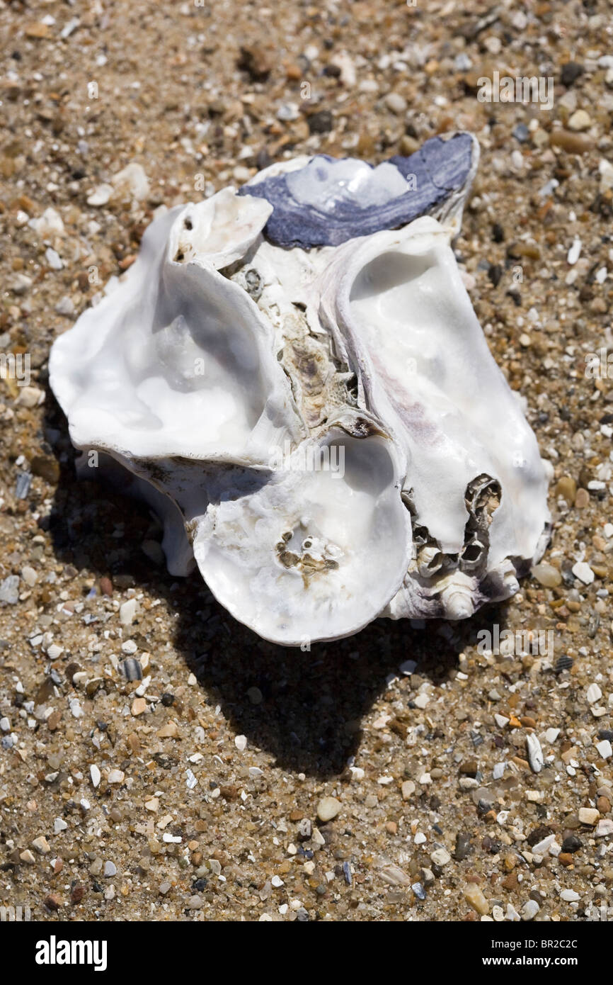 Shells on Beach Stock Photo - Alamy