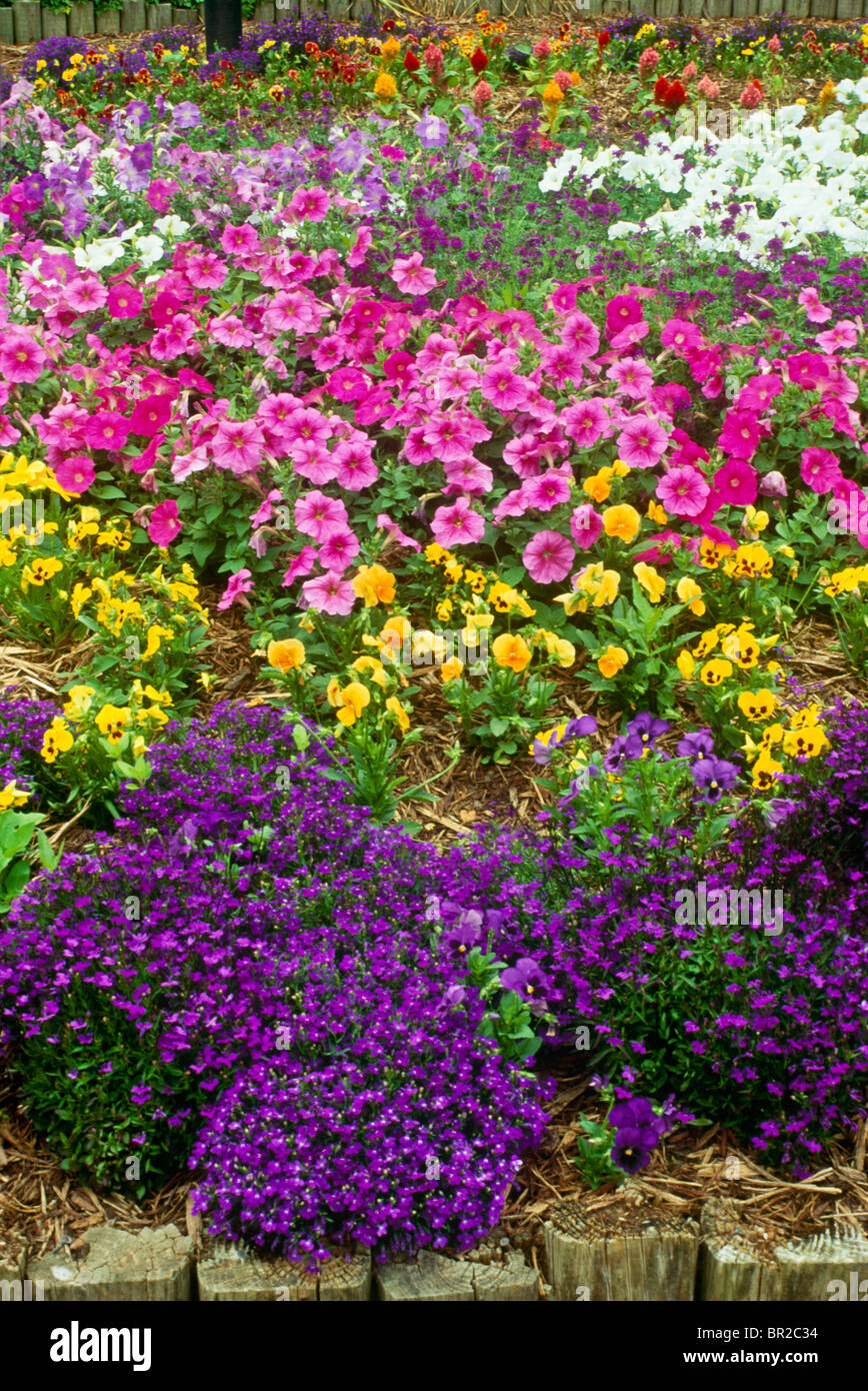 Petunias And Pansies