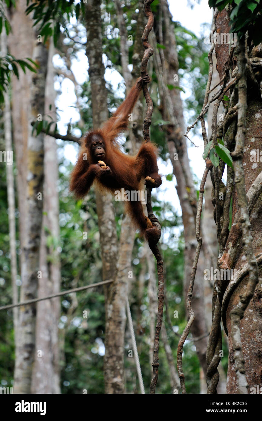 Orangutan eating food whilst in a tree, Semenggoh wildlife Centre ...