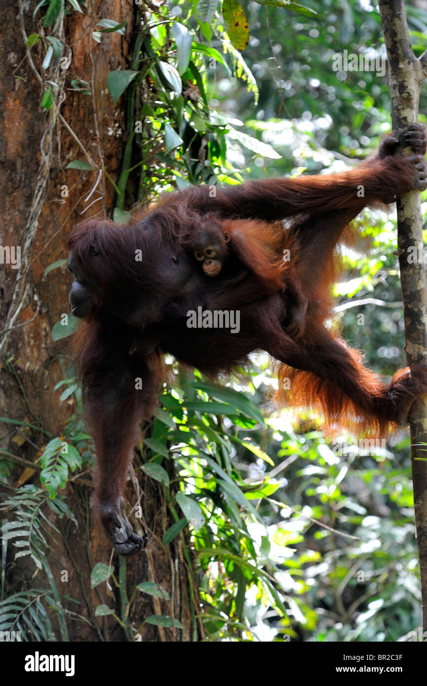 Orangutan holding onto tree hi-res stock photography and images - Alamy