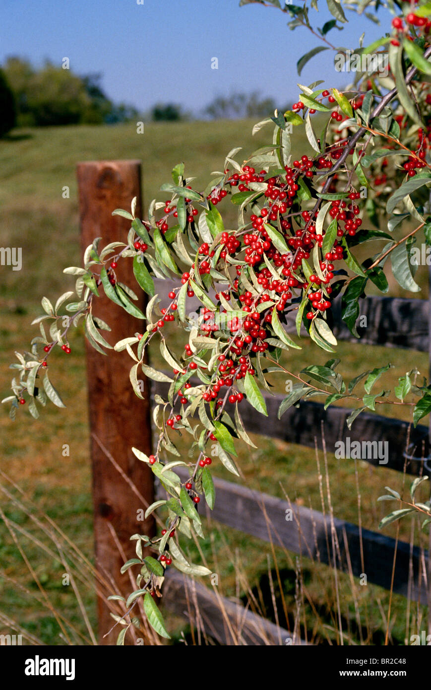 Silverberry High Resolution Stock Photography and Images - Alamy