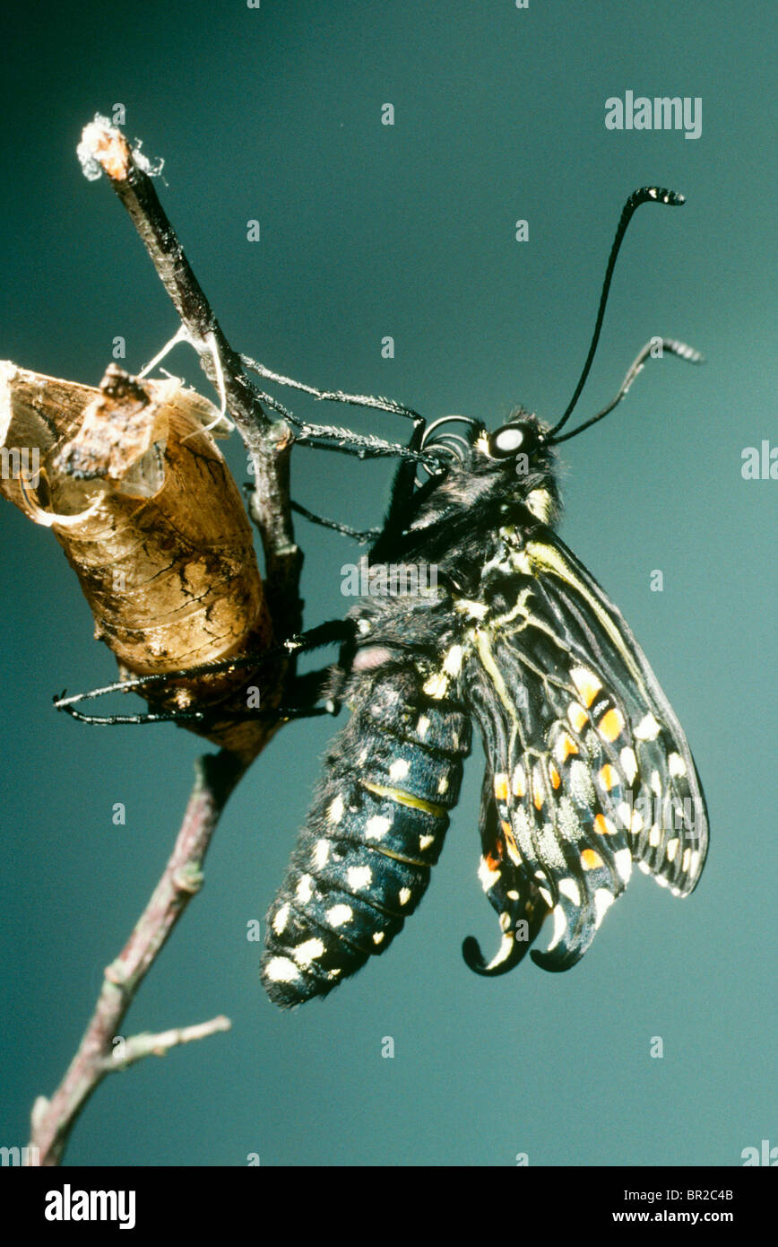 Butterfly bug change chrysalis insects hi-res stock photography and ...