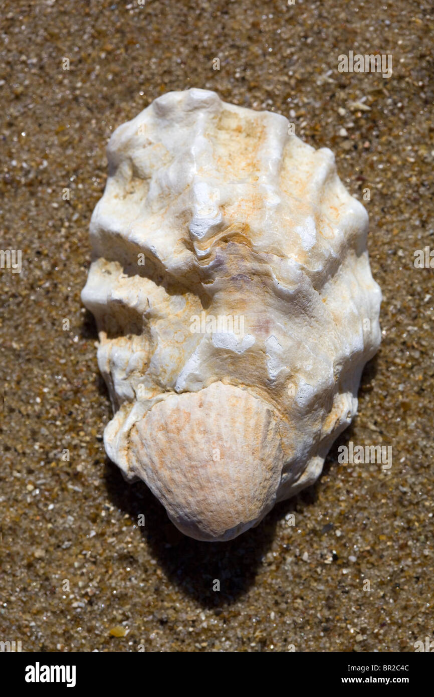 British seashell hi-res stock photography and images - Alamy