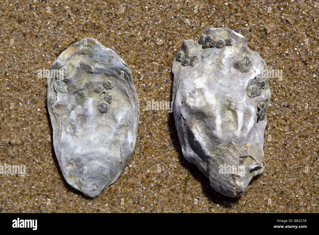 English seaside resort oyster shells hi-res stock photography and ...