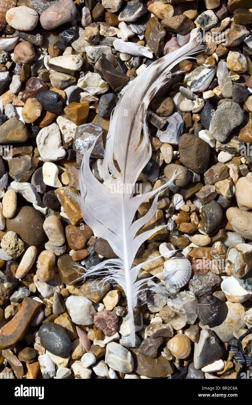 Feather on Beach Stock Photo - Alamy