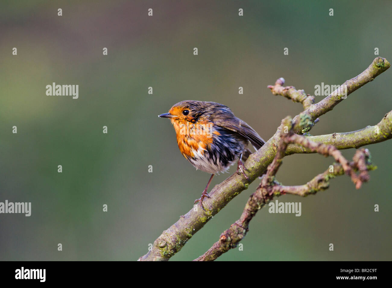 Scruffy garden hi-res stock photography and images - Alamy