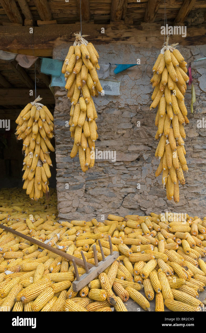 Corn hangs to dry on rooftop of ethnic Tibetan Dong Po family, Zhonglu ...