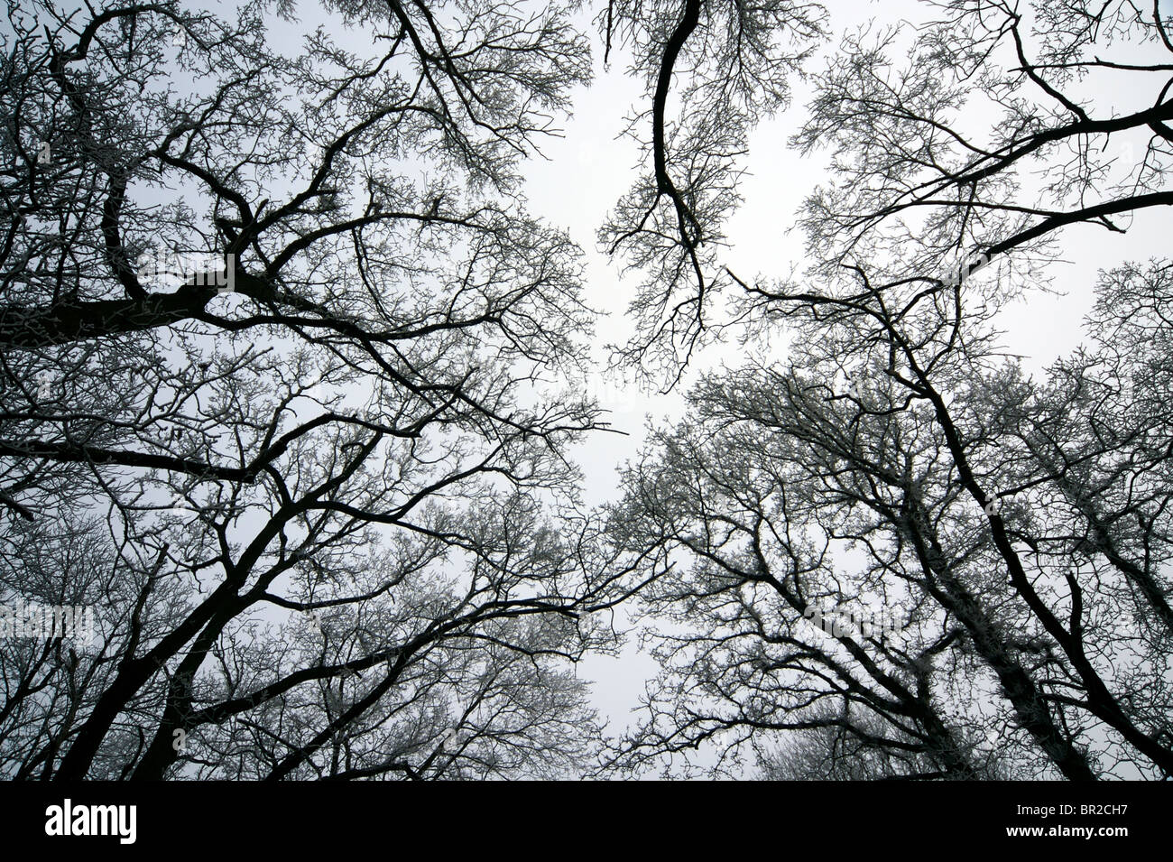 Treetops tree tops hi-res stock photography and images - Alamy
