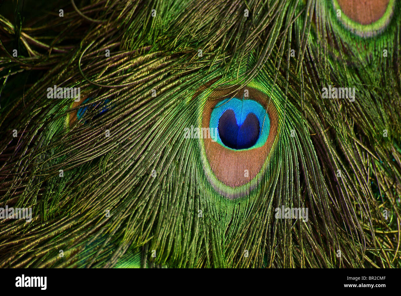 Peacock feather wallpaper hi-res stock photography and images - Alamy