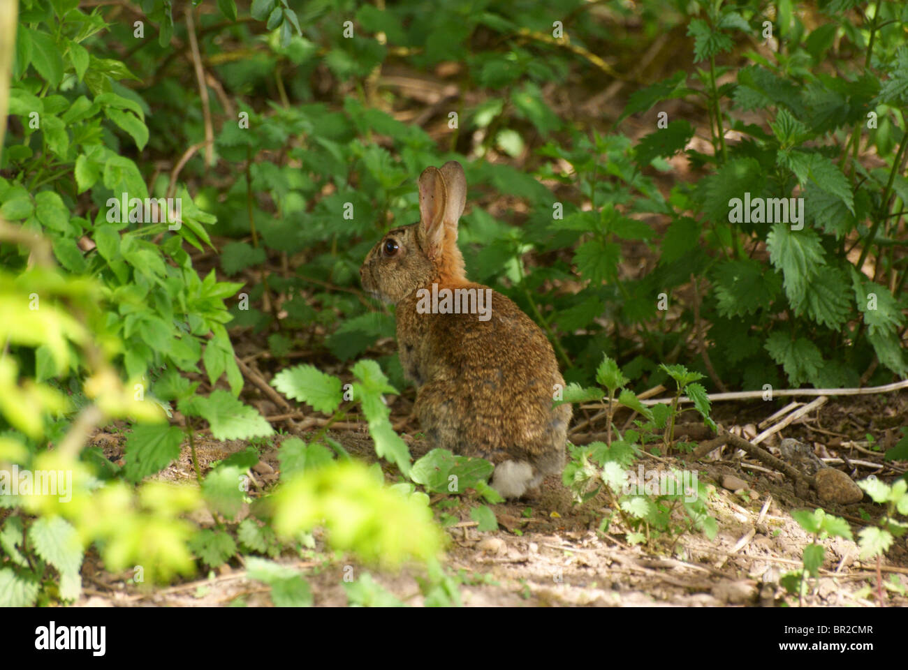 Rabbit bush hi-res stock photography and images - Alamy