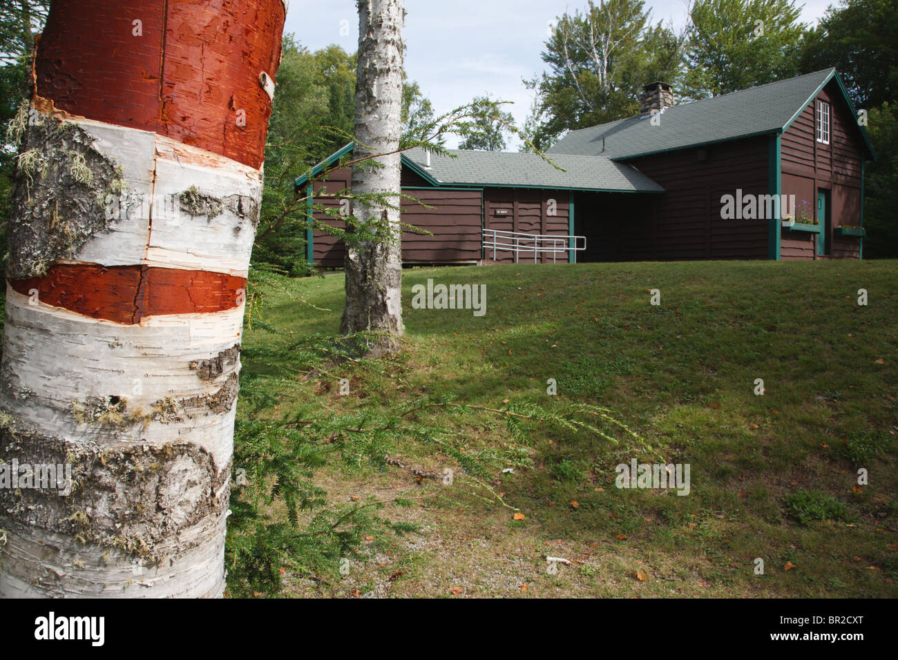 Birch trees at Forest Lake State Park in Whitefield, New Hampshire ...