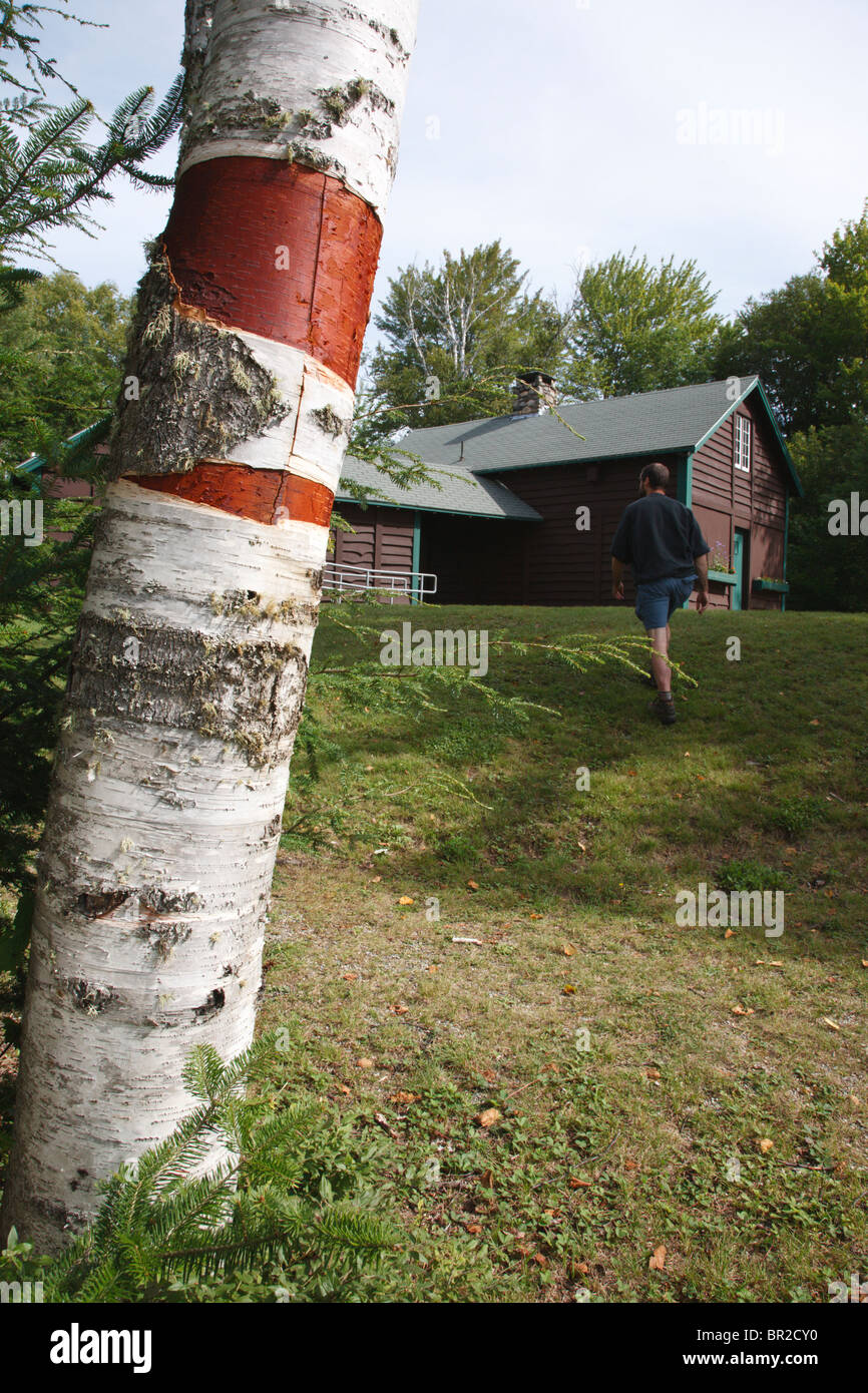 Birch trees at Forest Lake State Park in Whitefield, New Hampshire ...