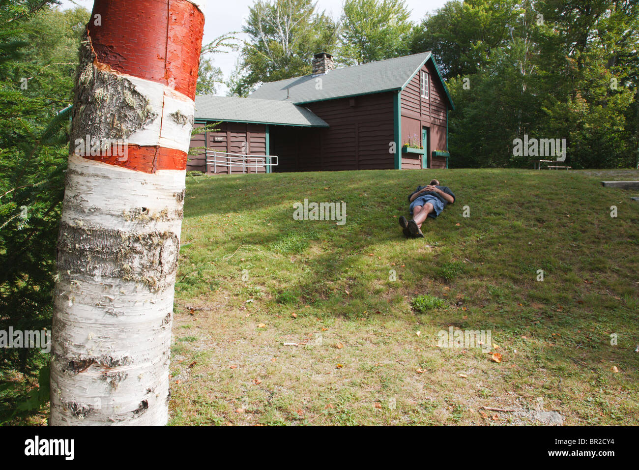 Birch tree at Forest Lake State Park in Whitefield, New Hampshire Stock ...