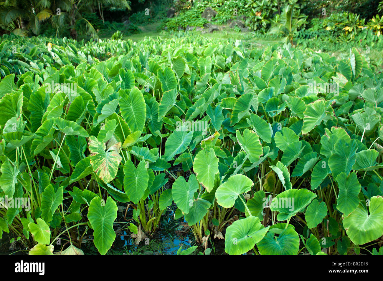 Taro plants root vegetable hi-res stock photography and images - Alamy