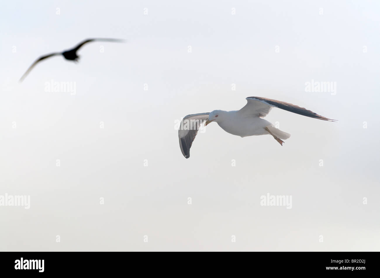 Two seagulls in flight Stock Photo - Alamy